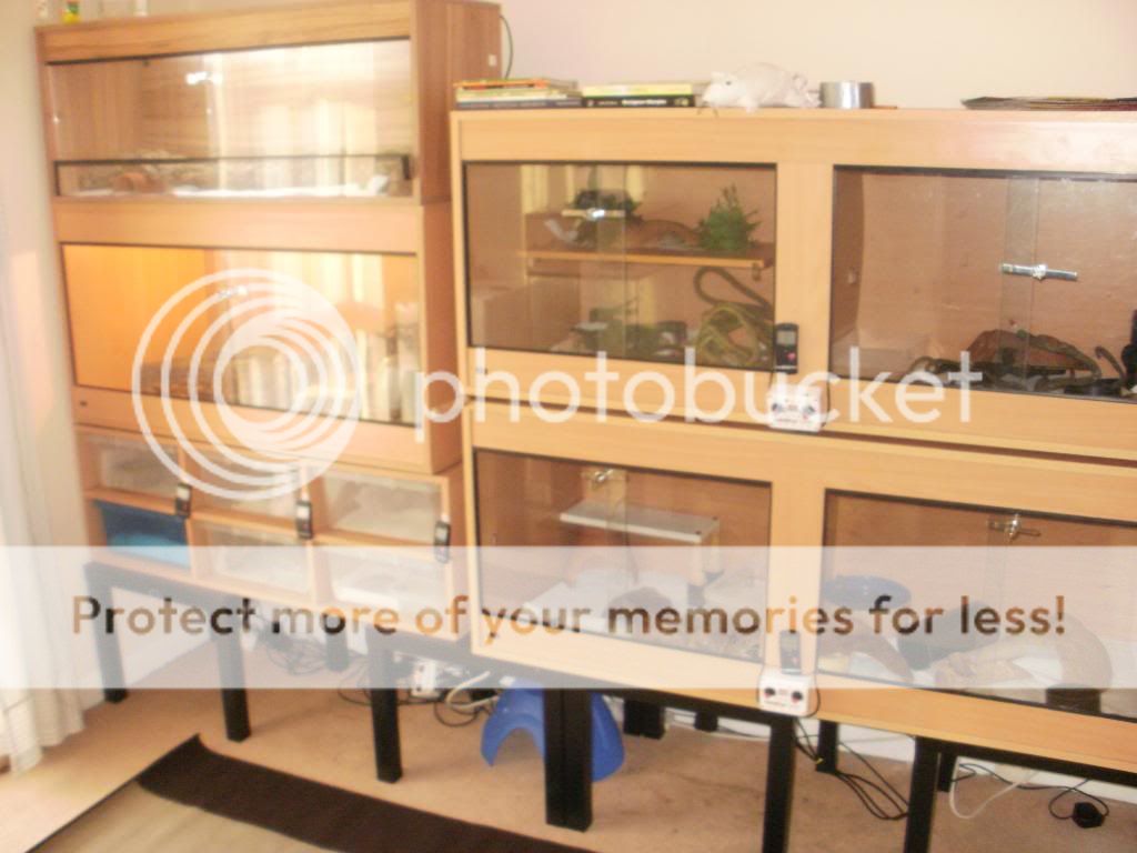 Wanted pictures of rub racks | Reptile Forums