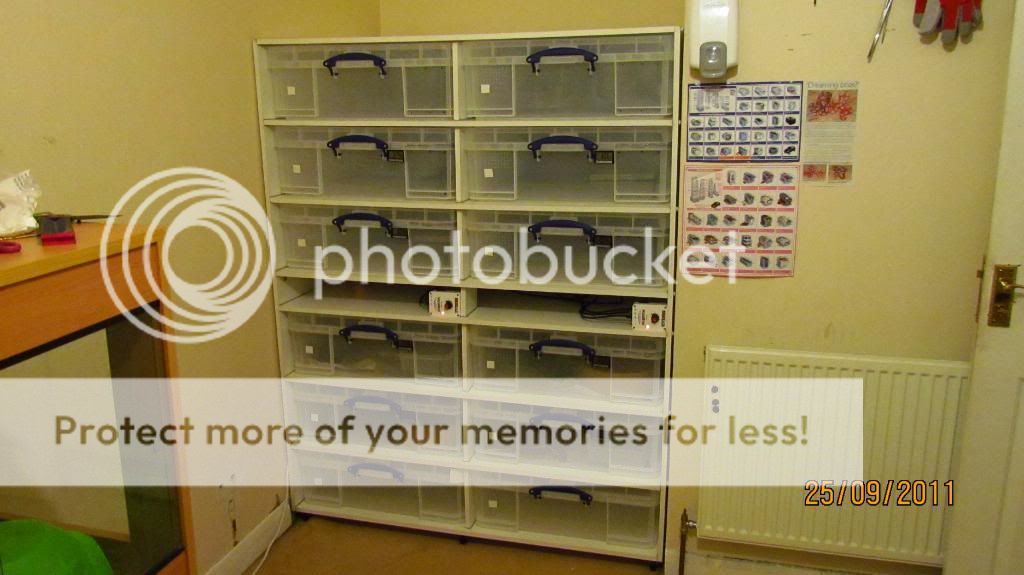 a neonate rack is born | Reptile Forums