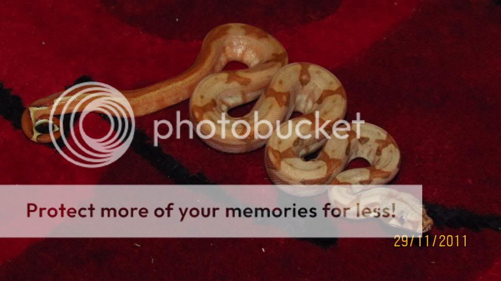 7 boa morphs and a locality | Reptile Forums